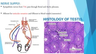 Anatomy of testis | PPTX