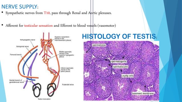 Anatomy of testis | PPTX | Infertility | Reproductive Health