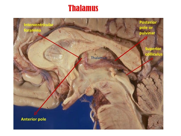 Anatomy of thalamus