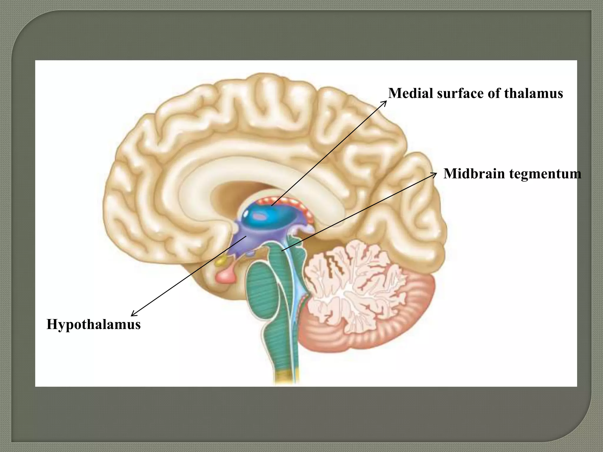 Anatomy of THALAMUS.pptx