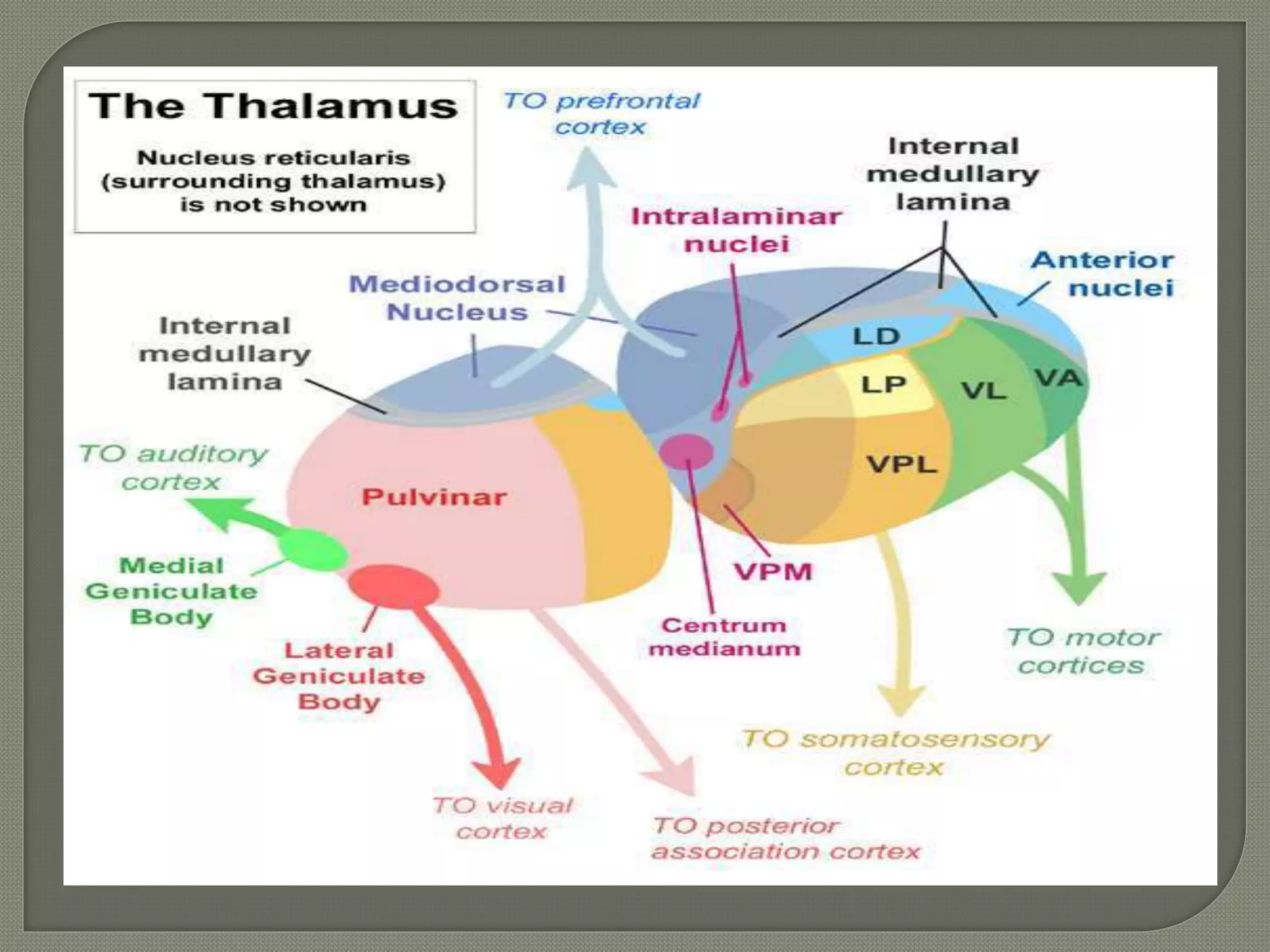 Anatomy of THALAMUS.pptx