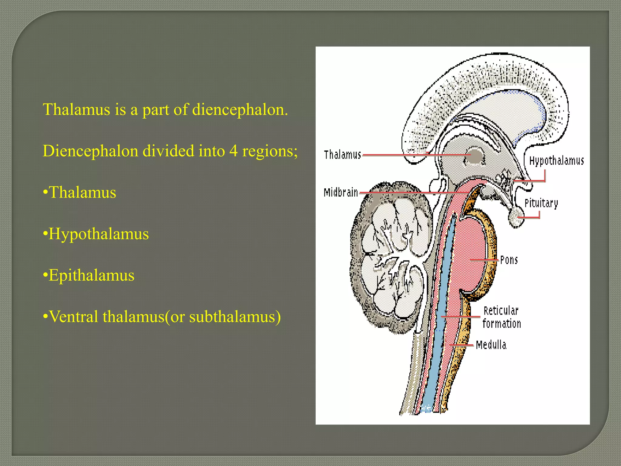 Anatomy of THALAMUS.pptx