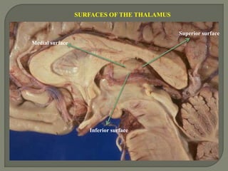 Anatomy of THALAMUS.pptx