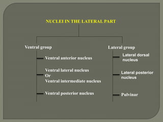 Anatomy of THALAMUS.pptx