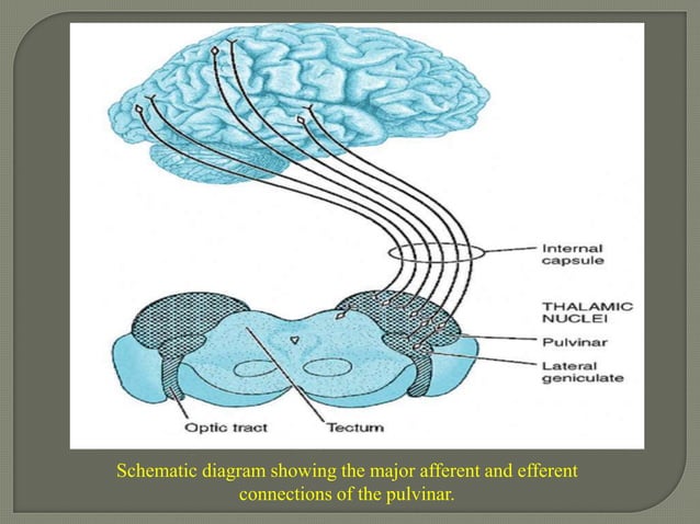 Anatomy of THALAMUS.pptx