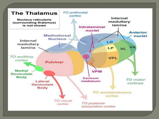 Anatomy of THALAMUS.pptx