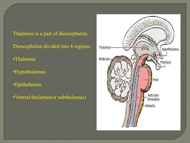 Anatomy of THALAMUS.pptx
