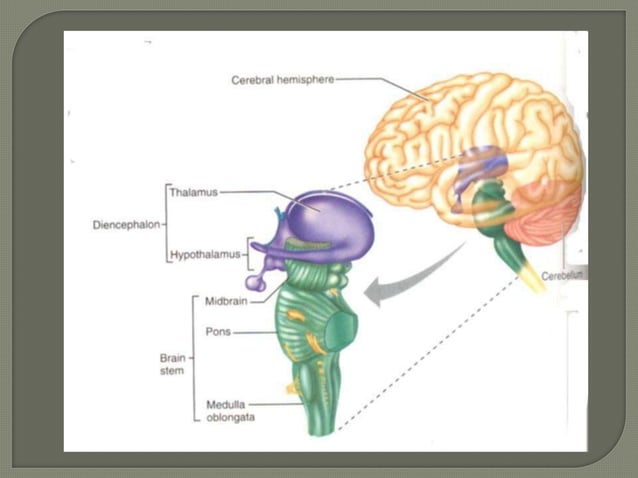 Anatomy of THALAMUS.pptx
