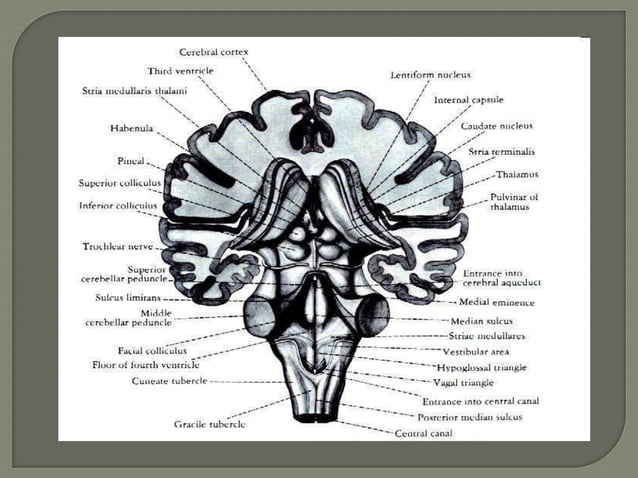 Anatomy of THALAMUS.pptx