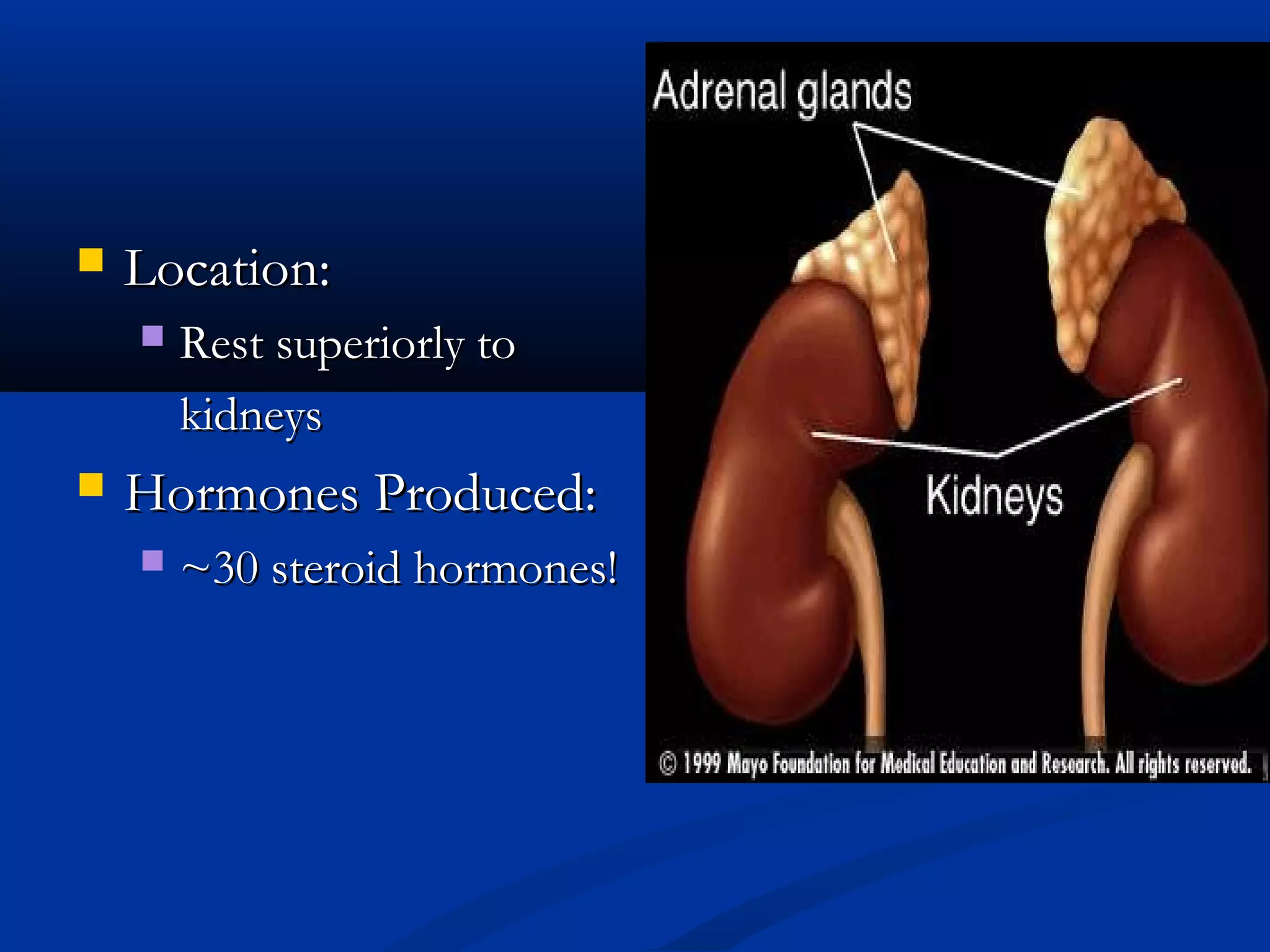 Anatomy of the adrenal gland | PPT