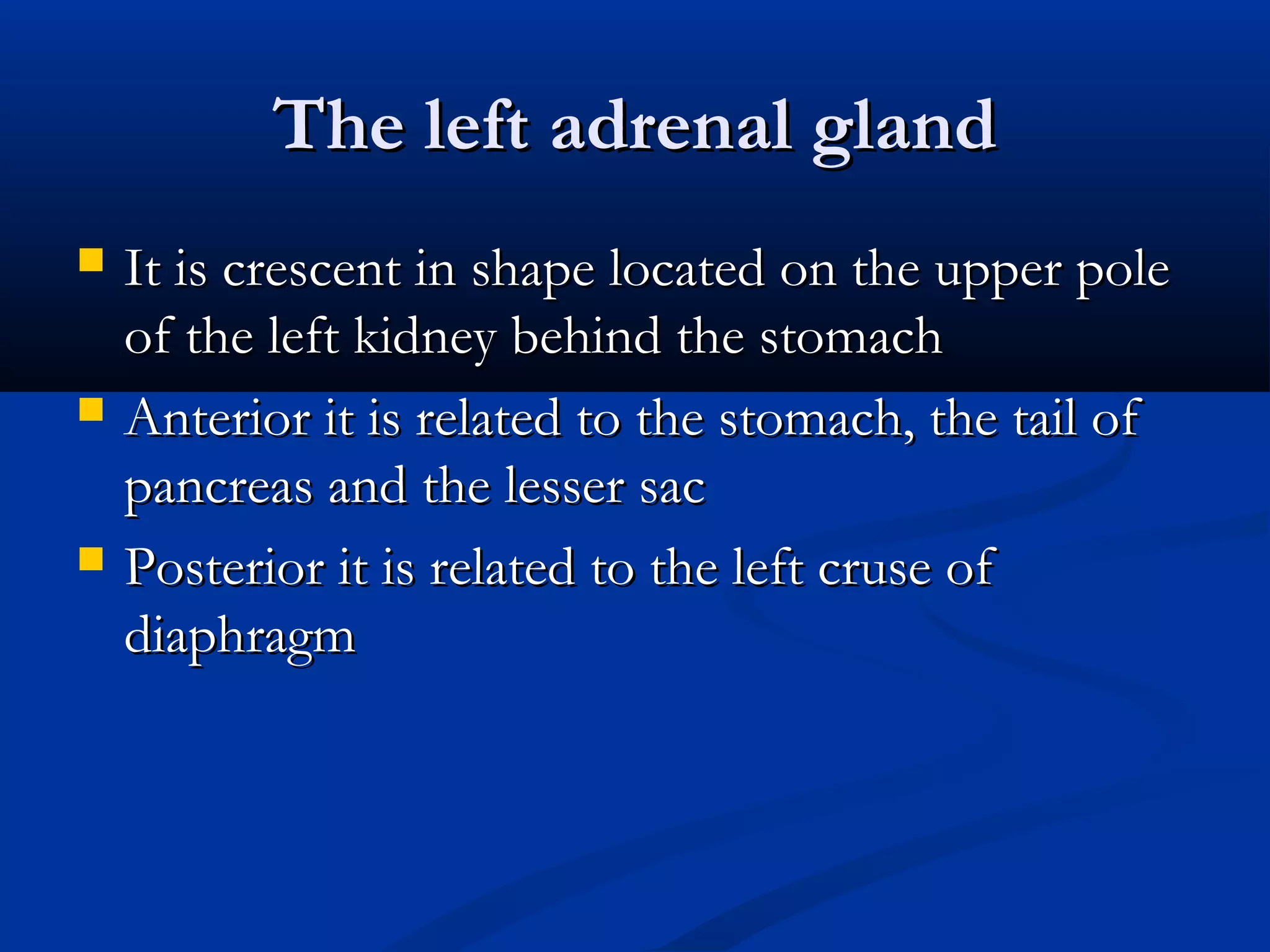 Anatomy of the adrenal gland | PPT