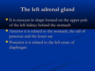 Anatomy of the adrenal gland | PPT