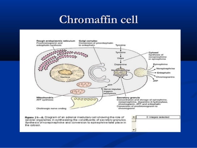 Anatomy of the adrenal gland