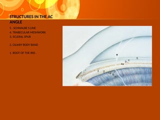 Anatomy of the Angle of Anterior Chamber.pptx
