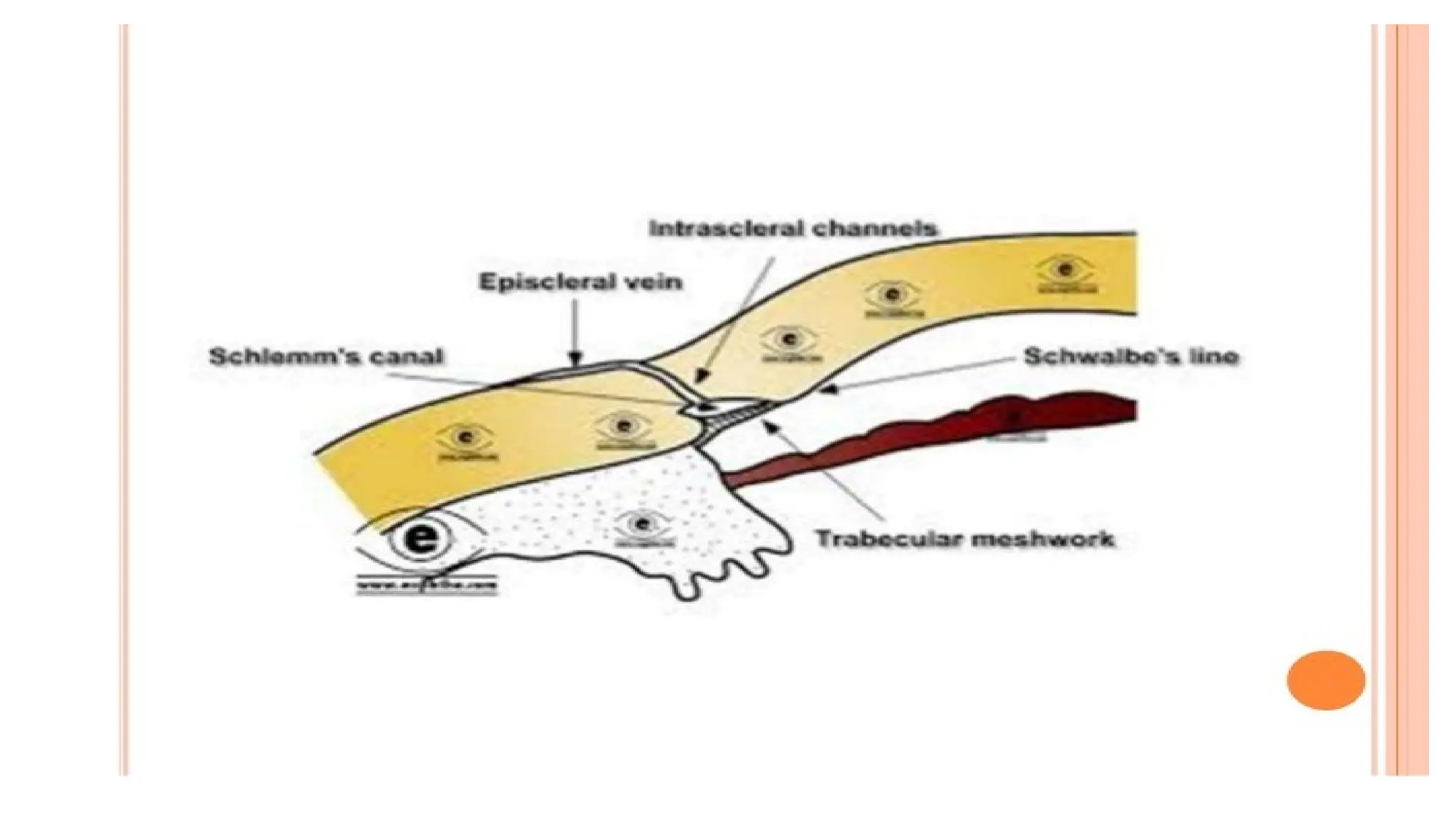ANATOMY OF THE ANGLE OF THE EYE.ophthalmology | PPT