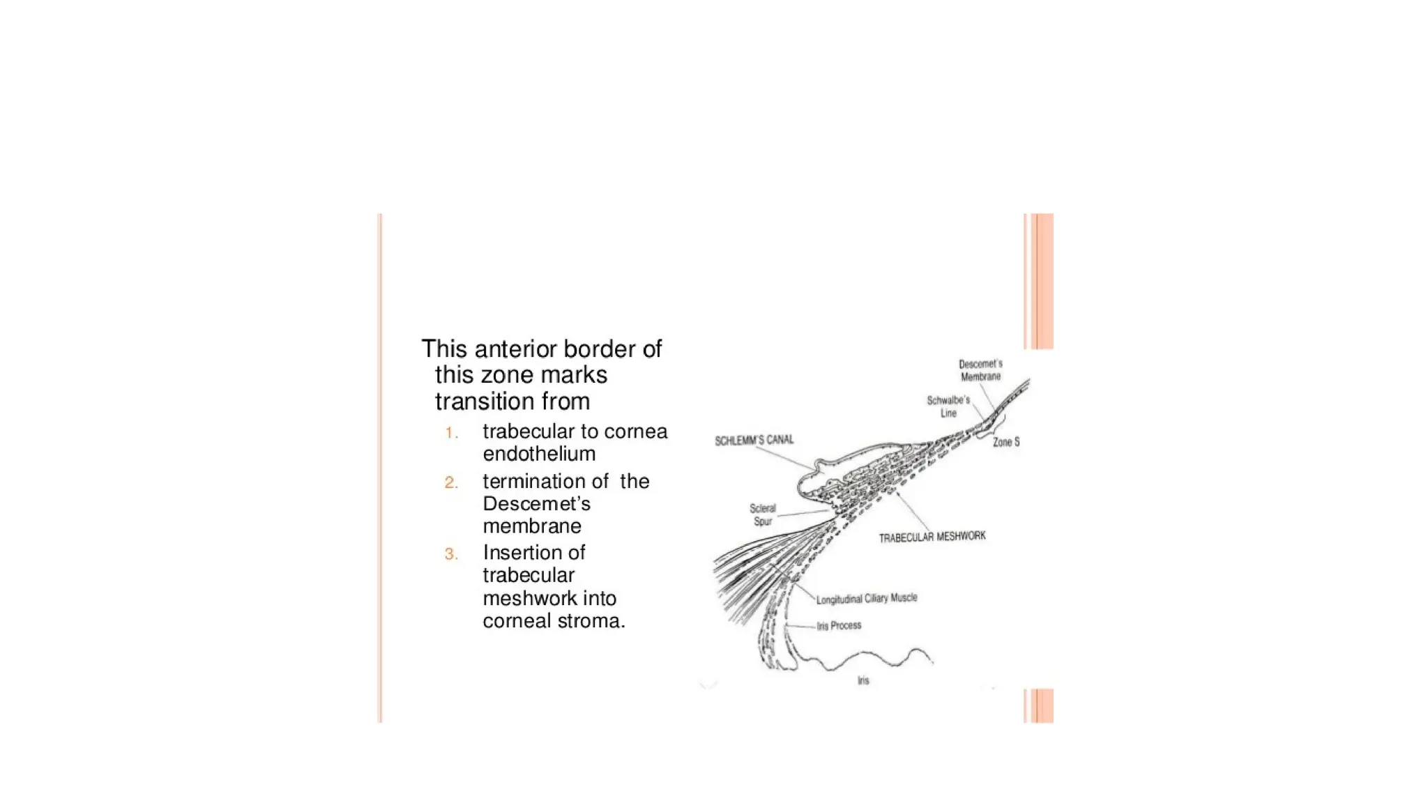 ANATOMY OF THE ANGLE OF THE EYE.ophthalmology | PPT