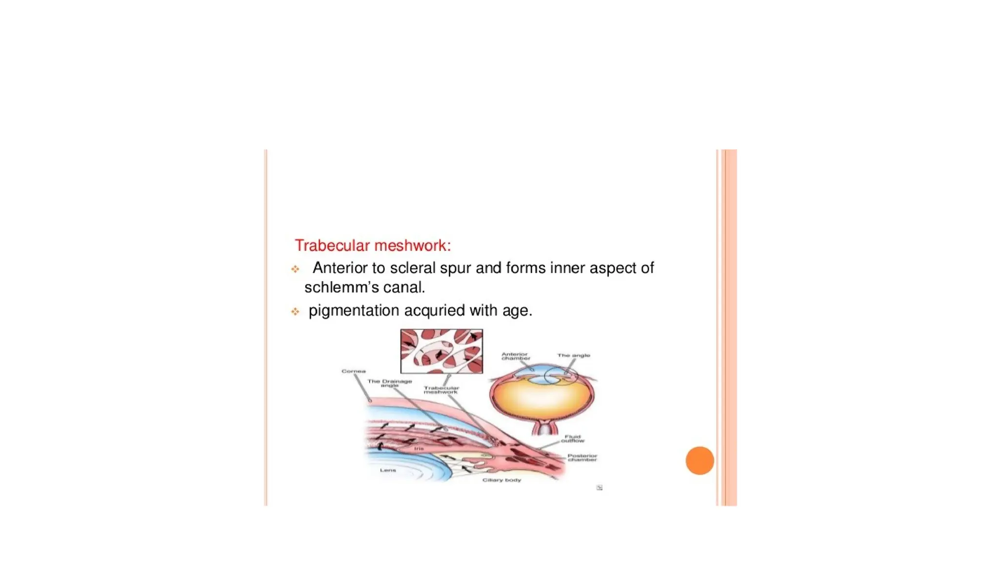 ANATOMY OF THE ANGLE OF THE EYE.ophthalmology | PPT