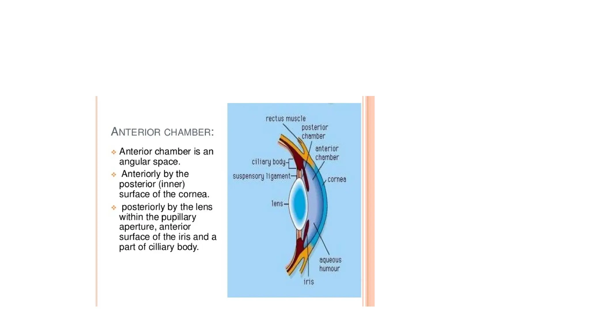 ANATOMY OF THE ANGLE OF THE EYE.ophthalmology | PPT