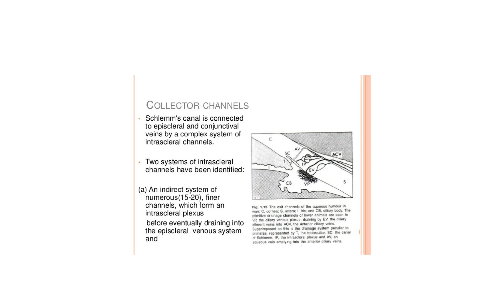 ANATOMY OF THE ANGLE OF THE EYE.ophthalmology | PPT