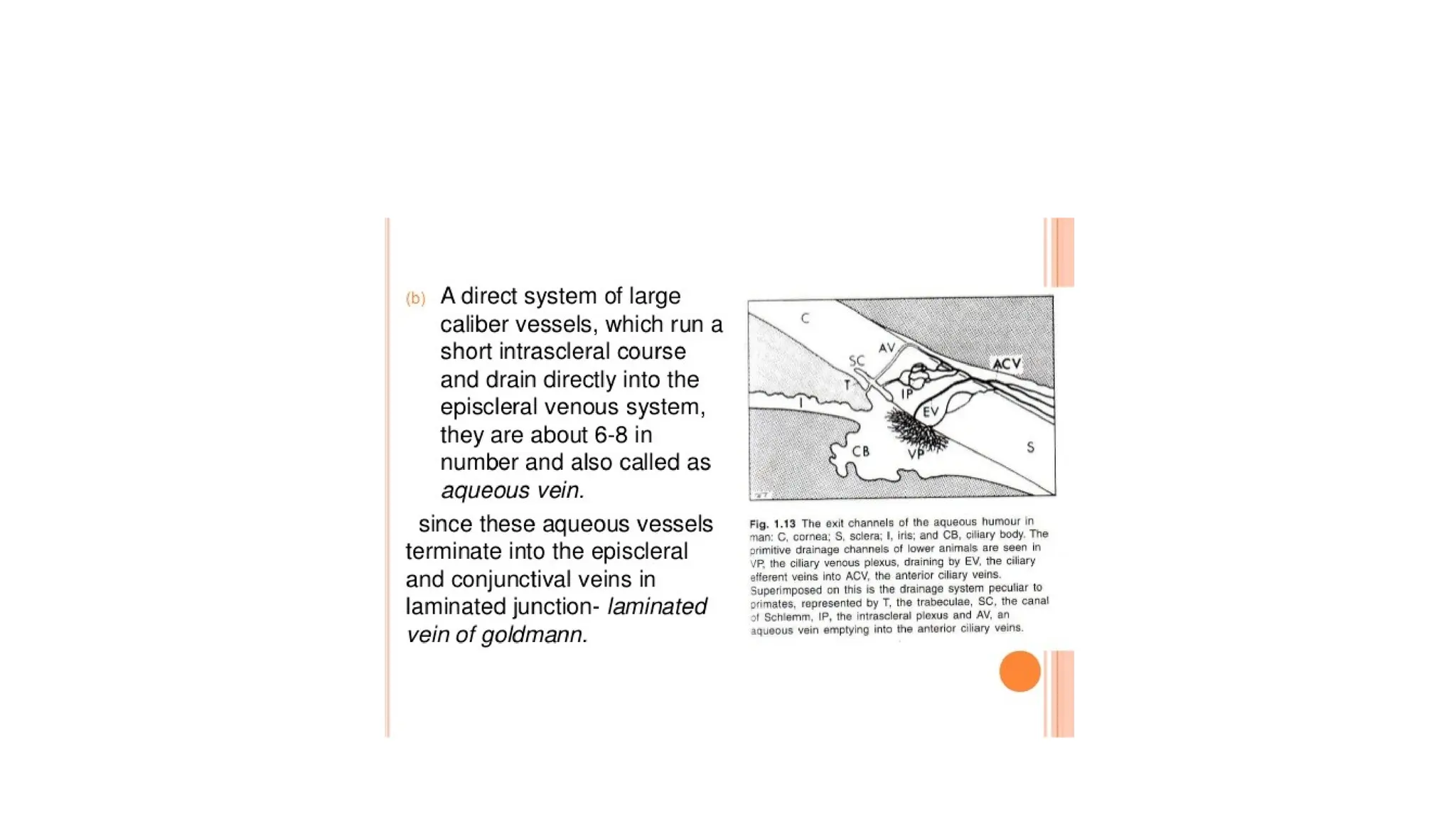 ANATOMY OF THE ANGLE OF THE EYE.ophthalmology | PPT