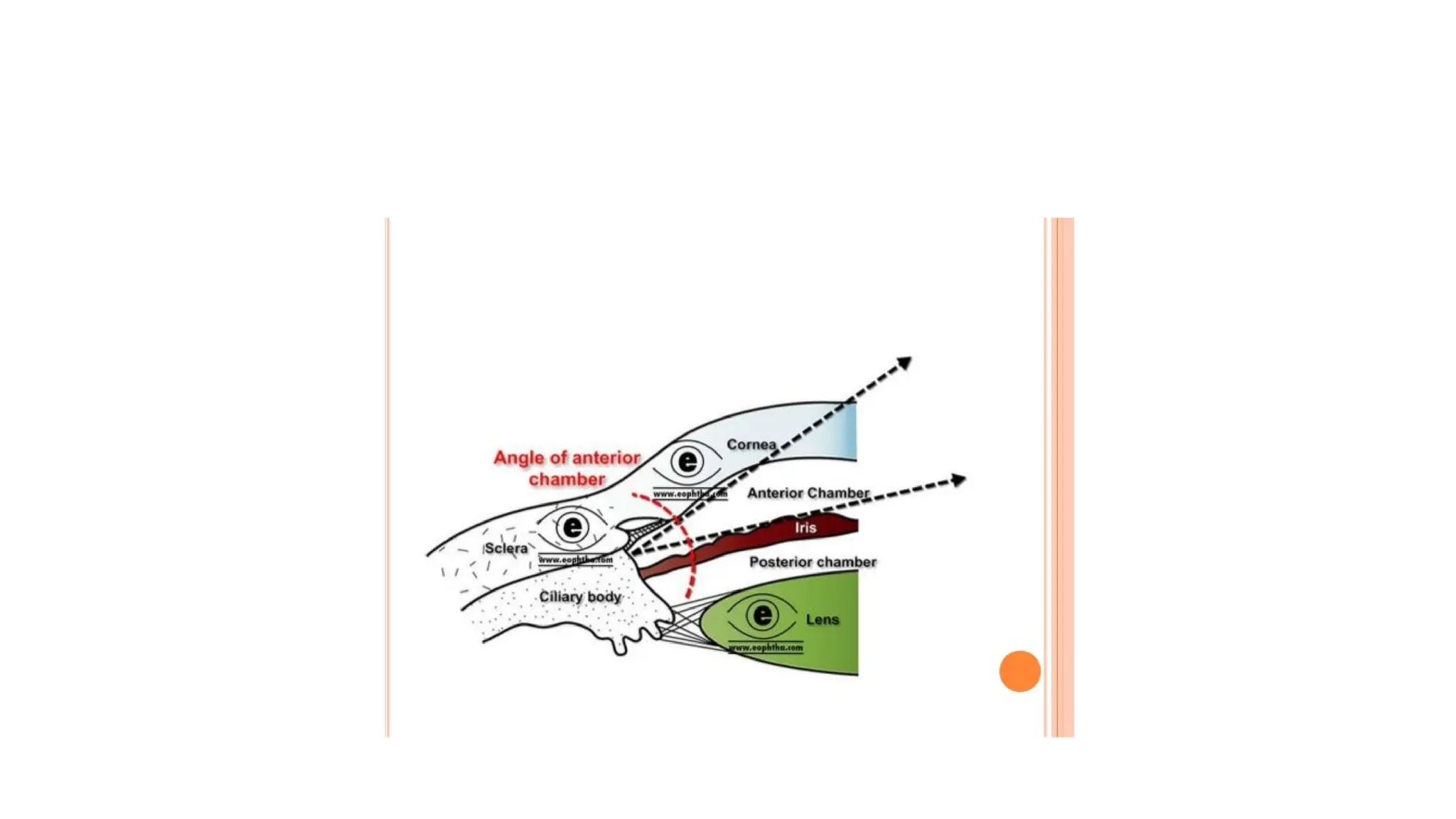ANATOMY OF THE ANGLE OF THE EYE.ophthalmology | PPT