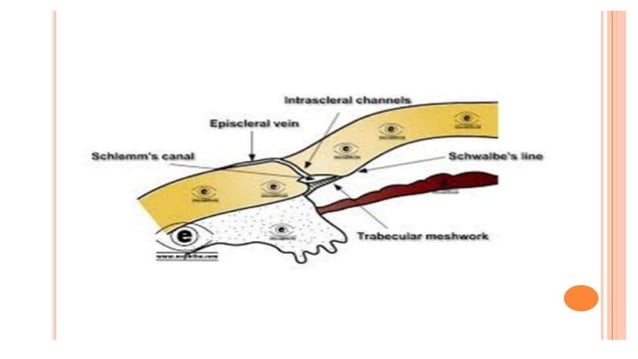 ANATOMY OF THE ANGLE OF THE EYE.ophthalmology | PPTX