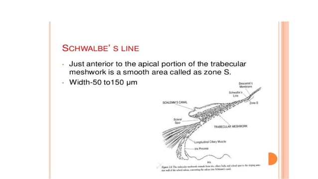 ANATOMY OF THE ANGLE OF THE EYE.ophthalmology | PPTX