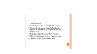 ANATOMY OF THE ANGLE OF THE EYE.ophthalmology | PPT