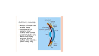 ANATOMY OF THE ANGLE OF THE EYE.ophthalmology | PPT