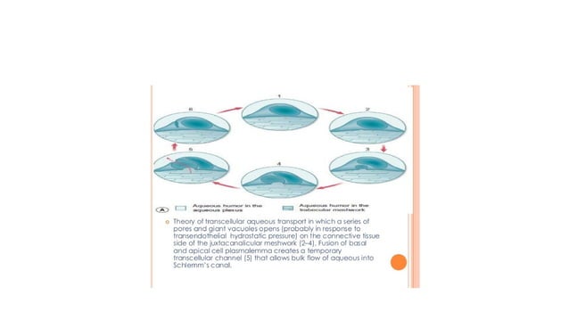 ANATOMY OF THE ANGLE OF THE EYE.ophthalmology | PPT