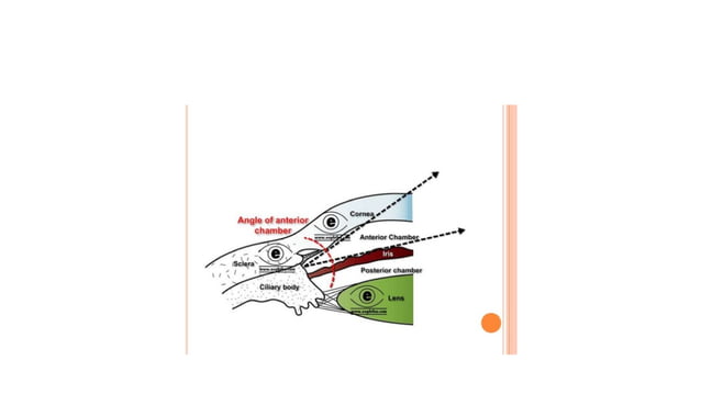 ANATOMY OF THE ANGLE OF THE EYE.ophthalmology | PPTX