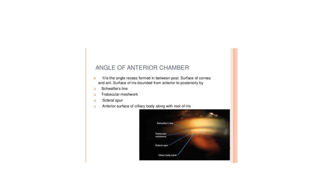 ANATOMY OF THE ANGLE OF THE EYE.ophthalmology | PPT