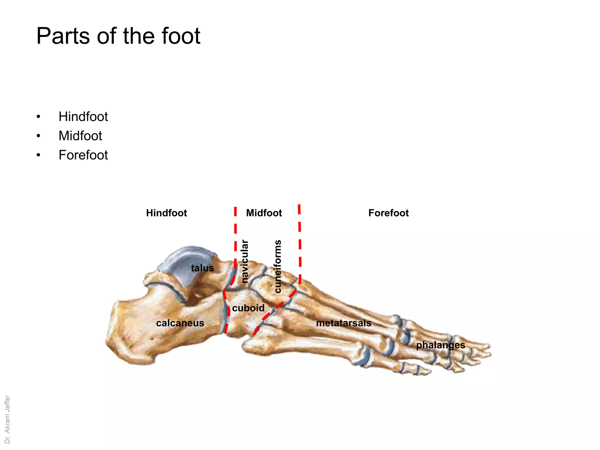 Anatomy of the ankle and joints of foot | PPTX