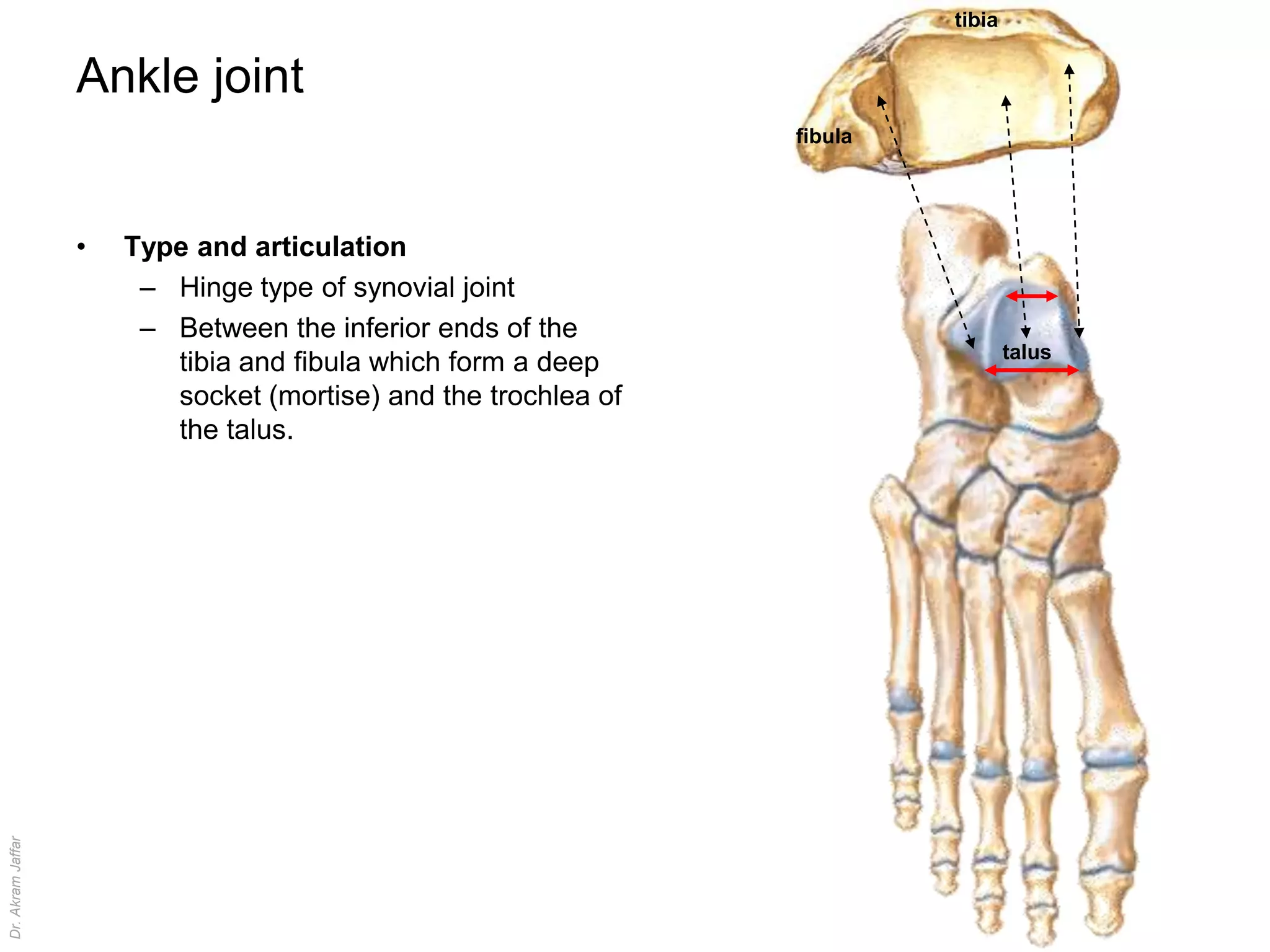 Anatomy of the ankle and joints of foot | PPTX