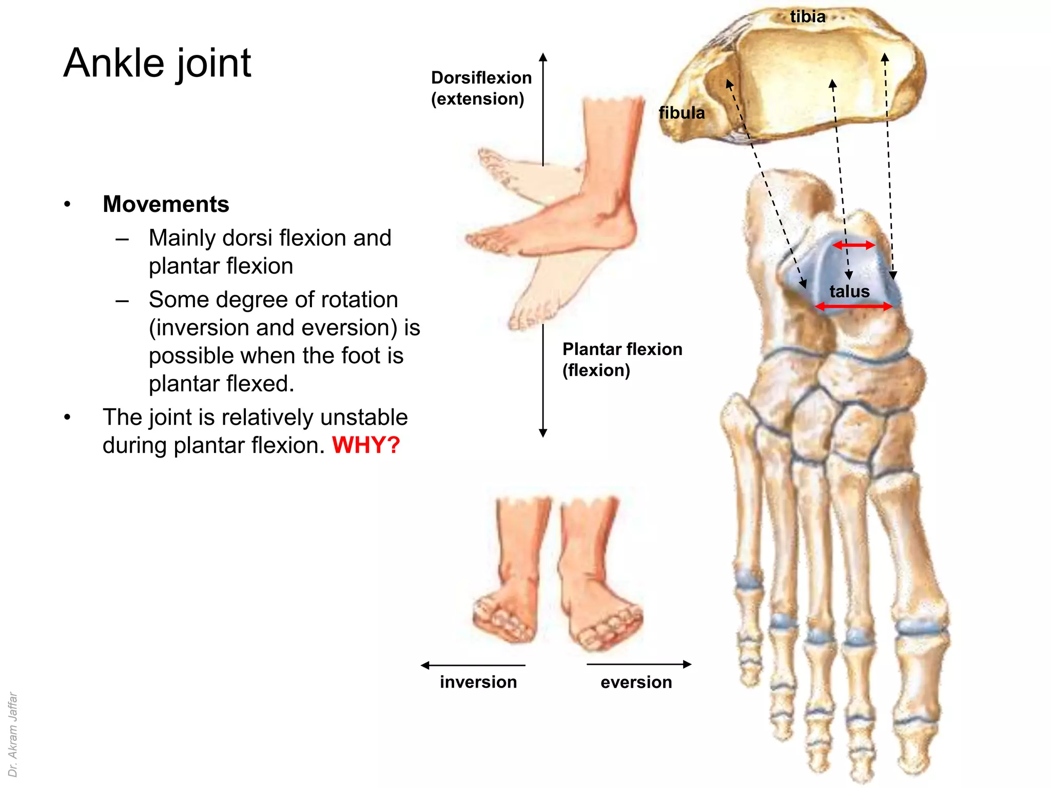 Anatomy of the ankle and joints of foot | PPTX