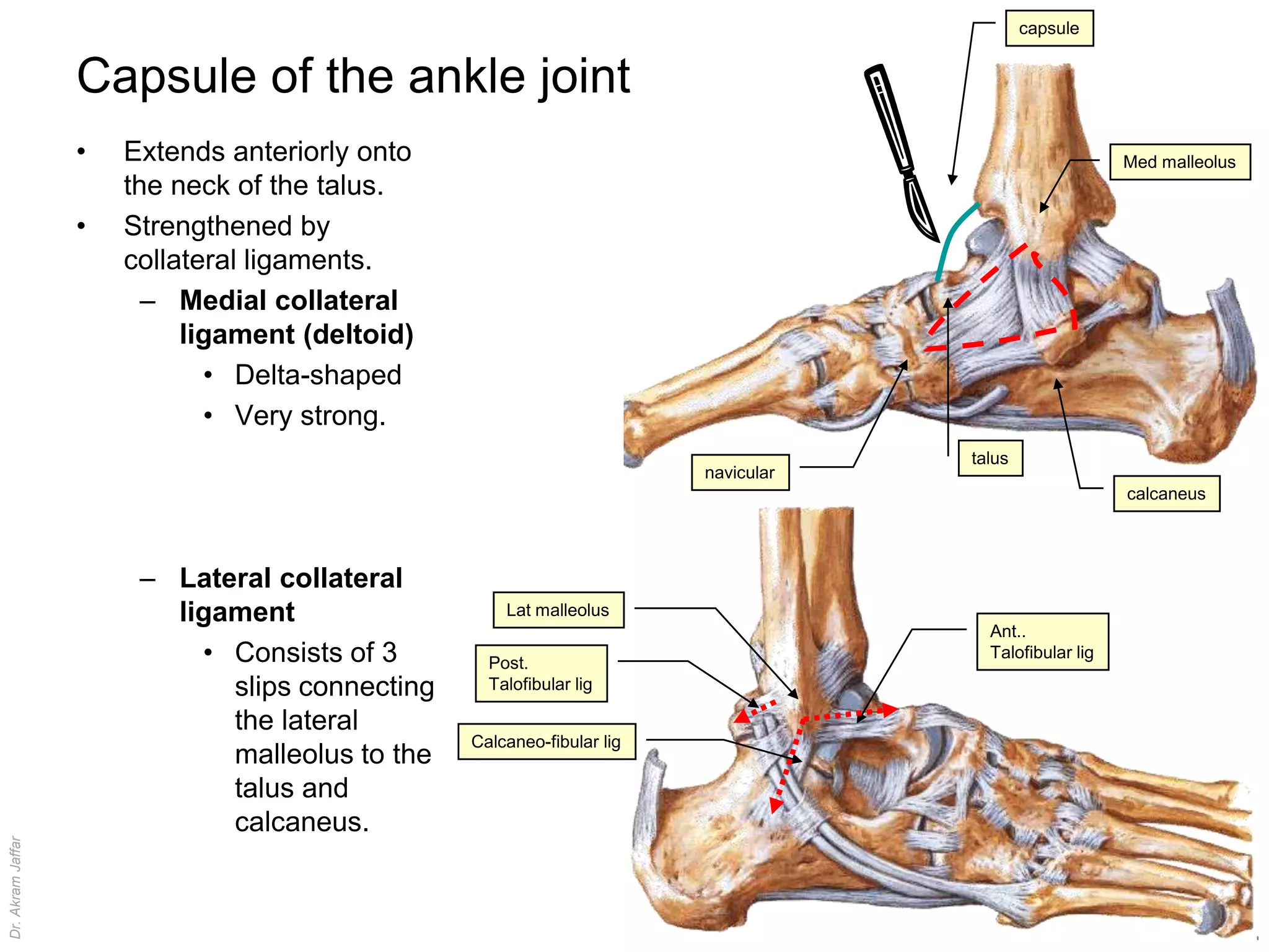 Anatomy of the ankle and joints of foot | PPTX