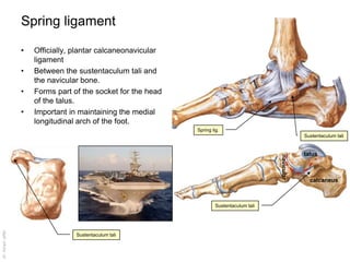 Anatomy of the ankle and joints of foot | PPTX