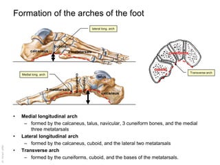 Anatomy of the ankle and joints of foot | PPTX