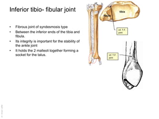 Anatomy of the ankle and joints of foot | PPTX
