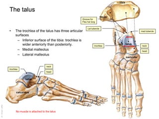 Anatomy of the ankle and joints of foot | PPTX
