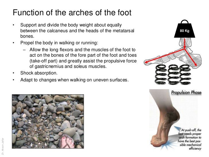 Structure And Function Of The Ankle And Foot