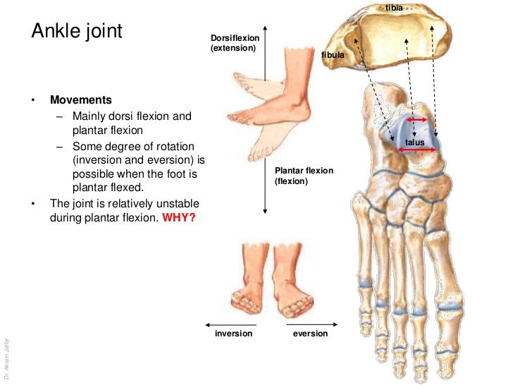 Anatomy of the ankle and joints of foot