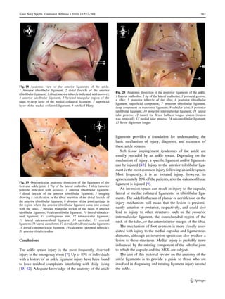 Anatomy of the ankle ligaments a pictorial essay | PDF
