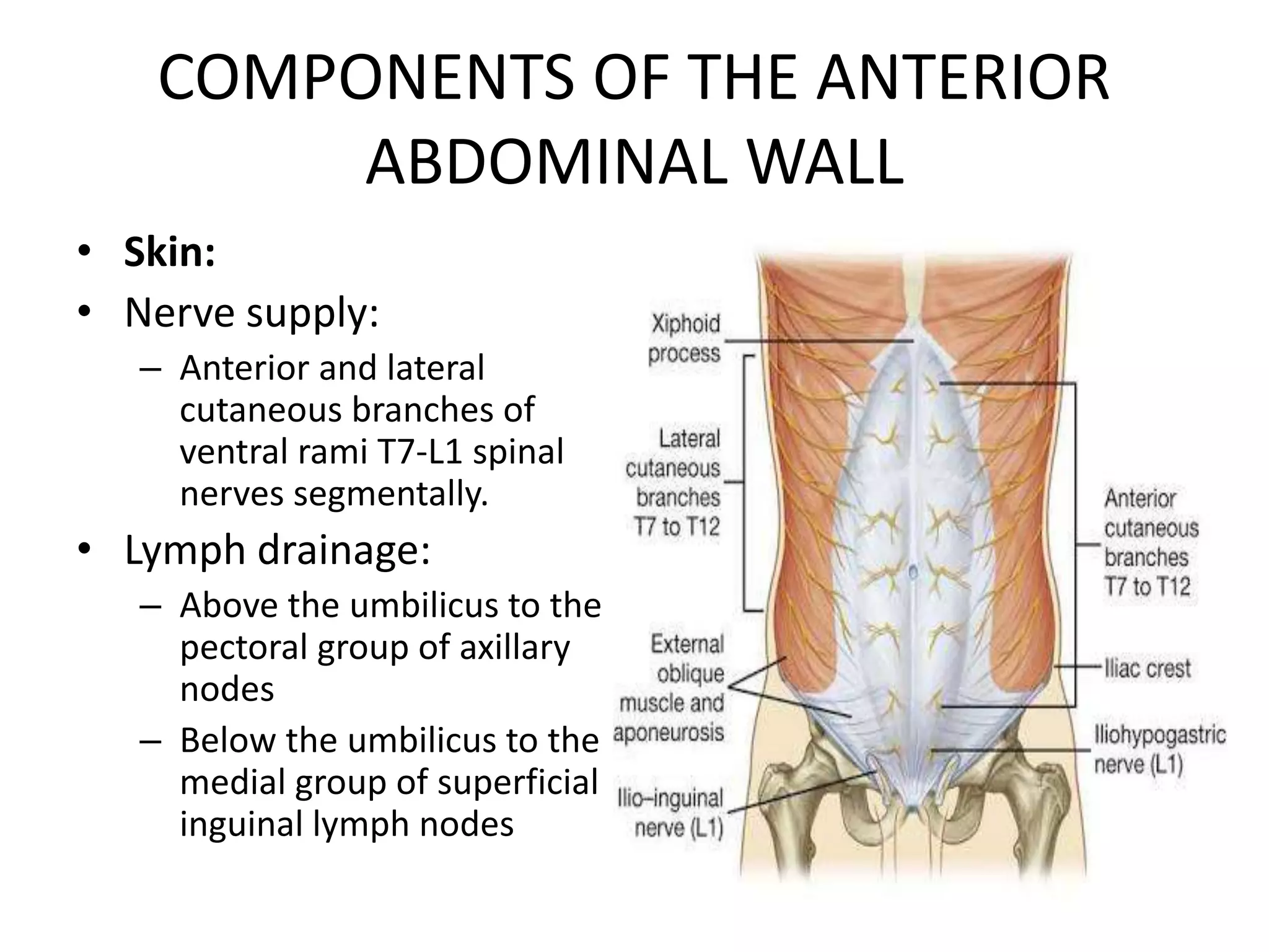 Anatomy Of The Anterior Abdominal Wall And Incisions Pptx
