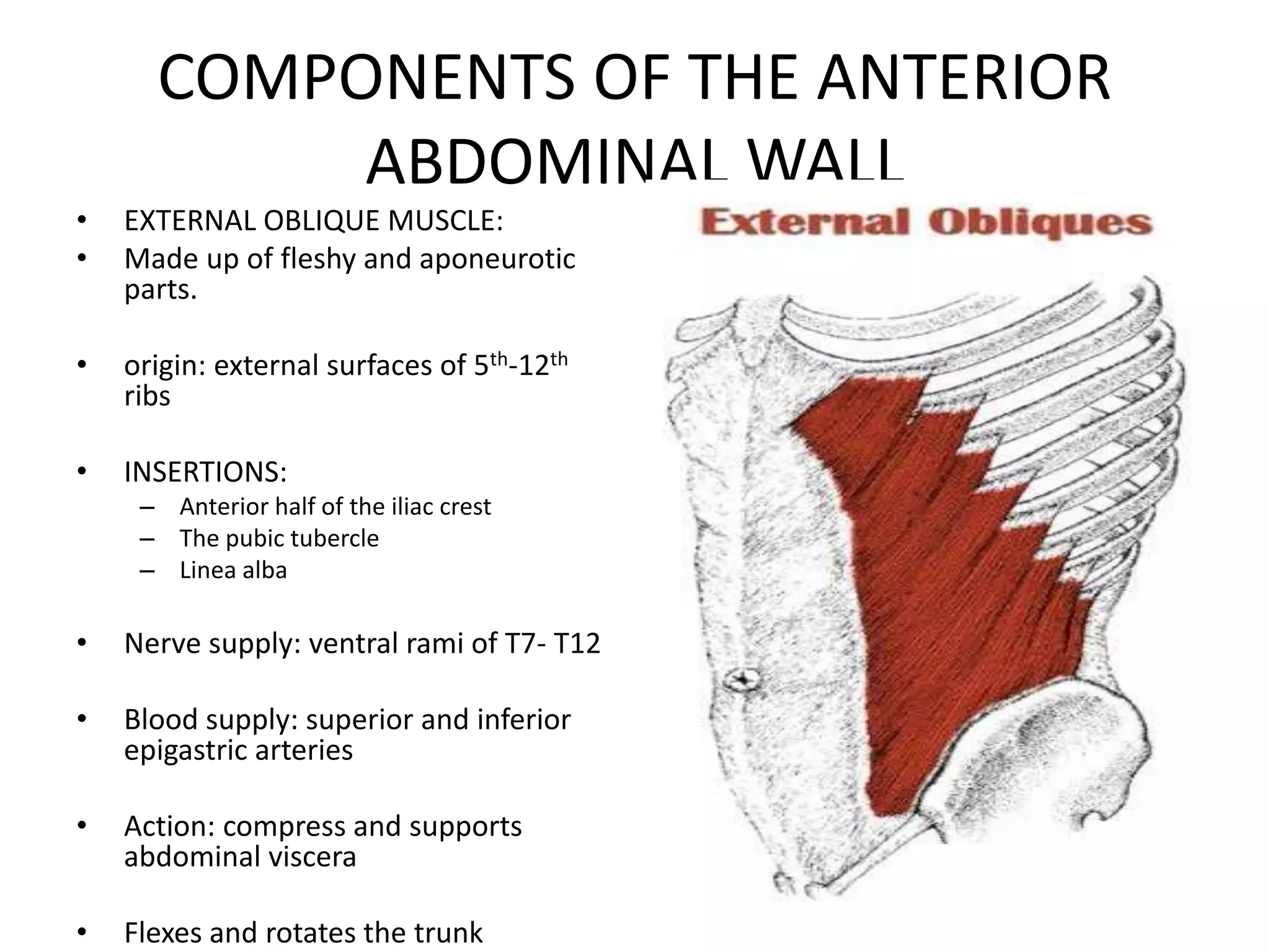 Anatomy of the anterior abdominal wall and incisions | PPTX