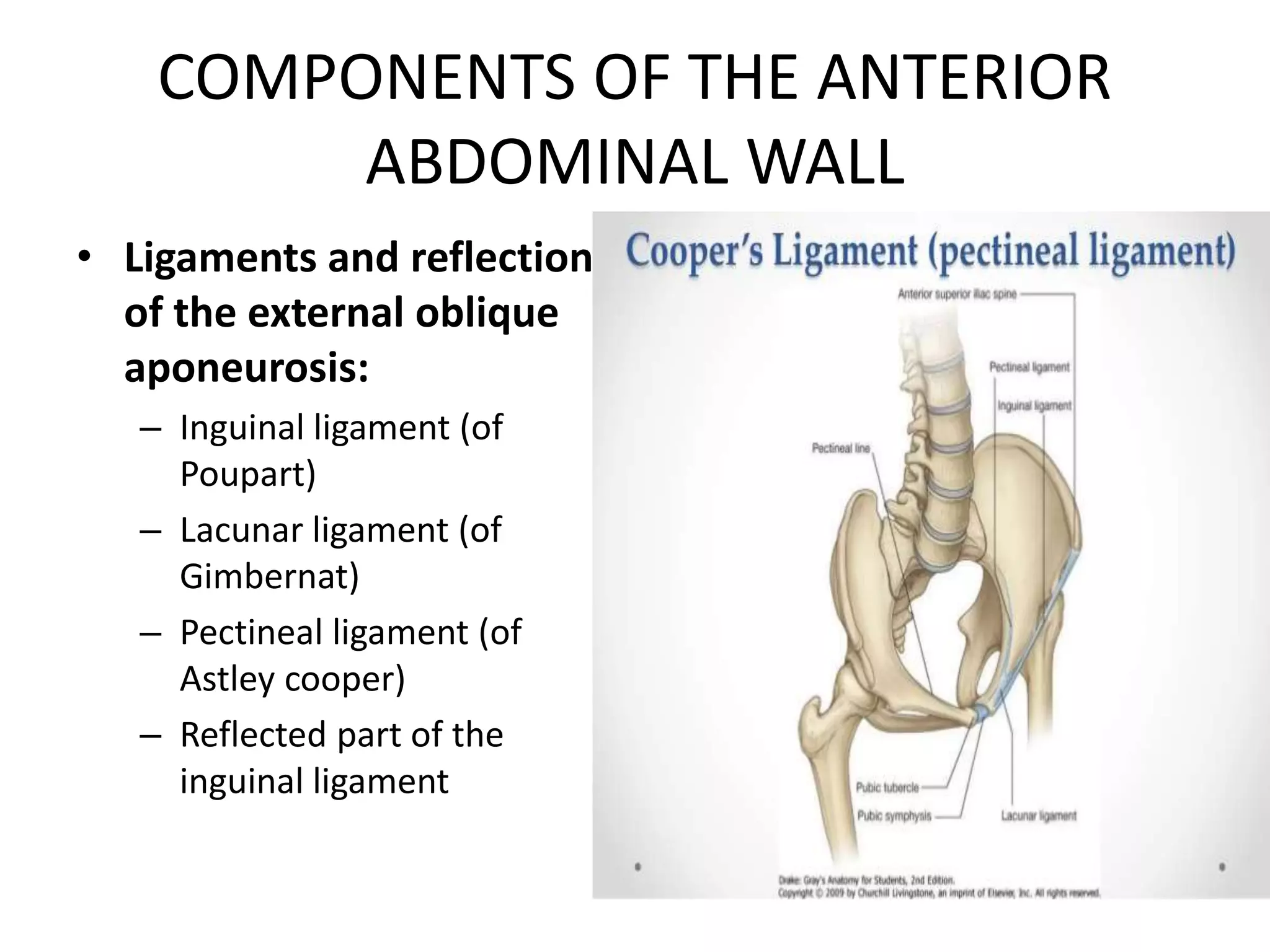 Anatomy of the anterior abdominal wall and incisions | PPTX