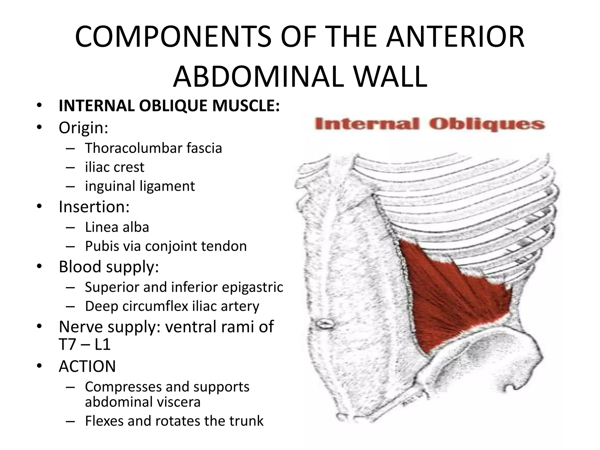 Anatomy of the anterior abdominal wall and incisions | PPTX