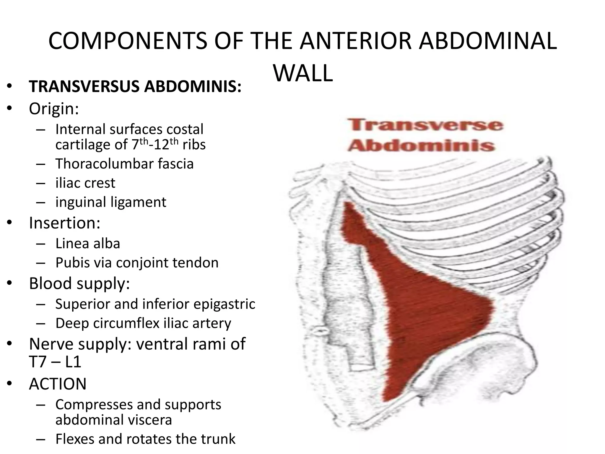 Anatomy of the anterior abdominal wall and incisions | PPTX