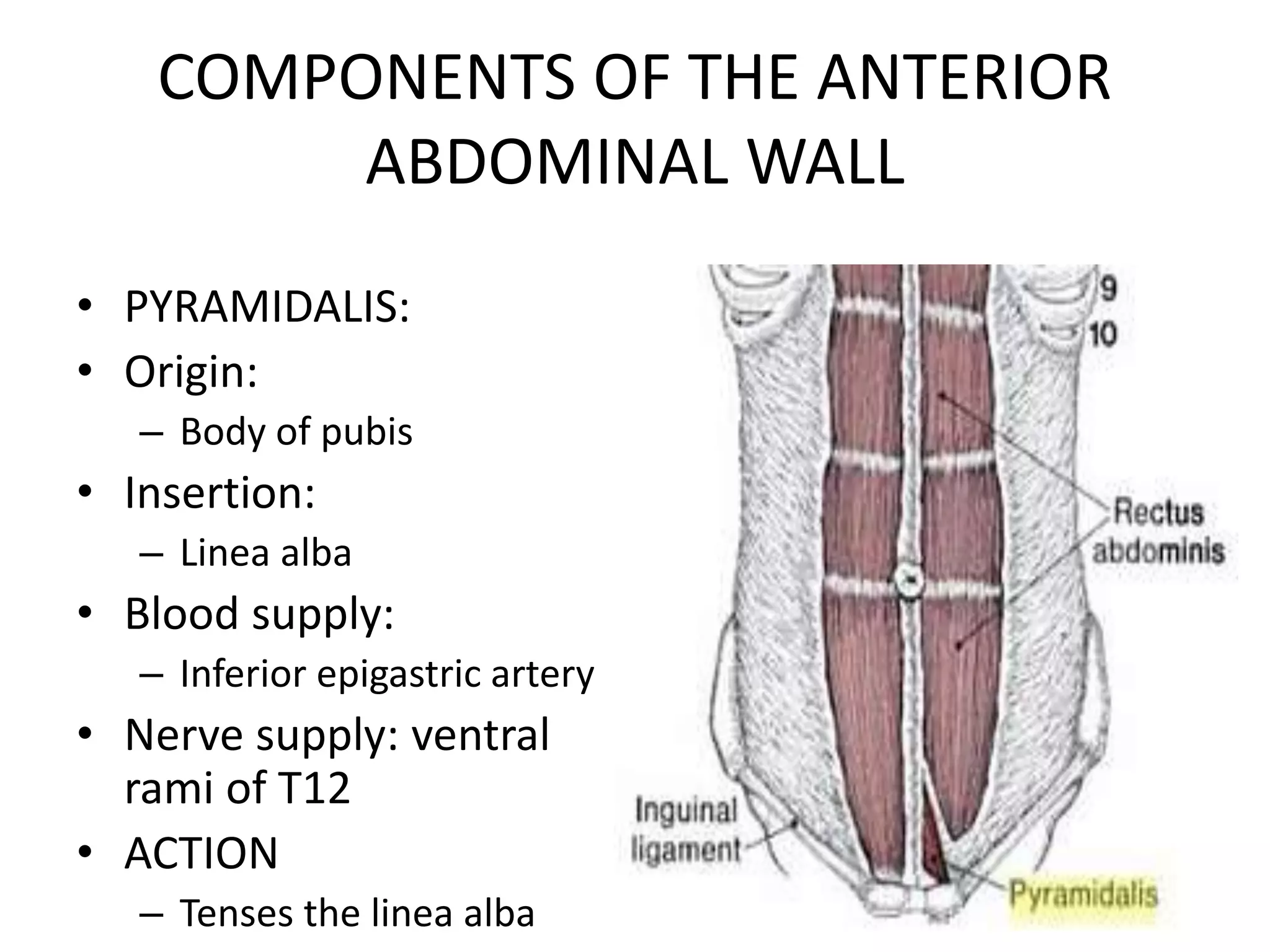 Anatomy of the anterior abdominal wall and incisions | PPTX