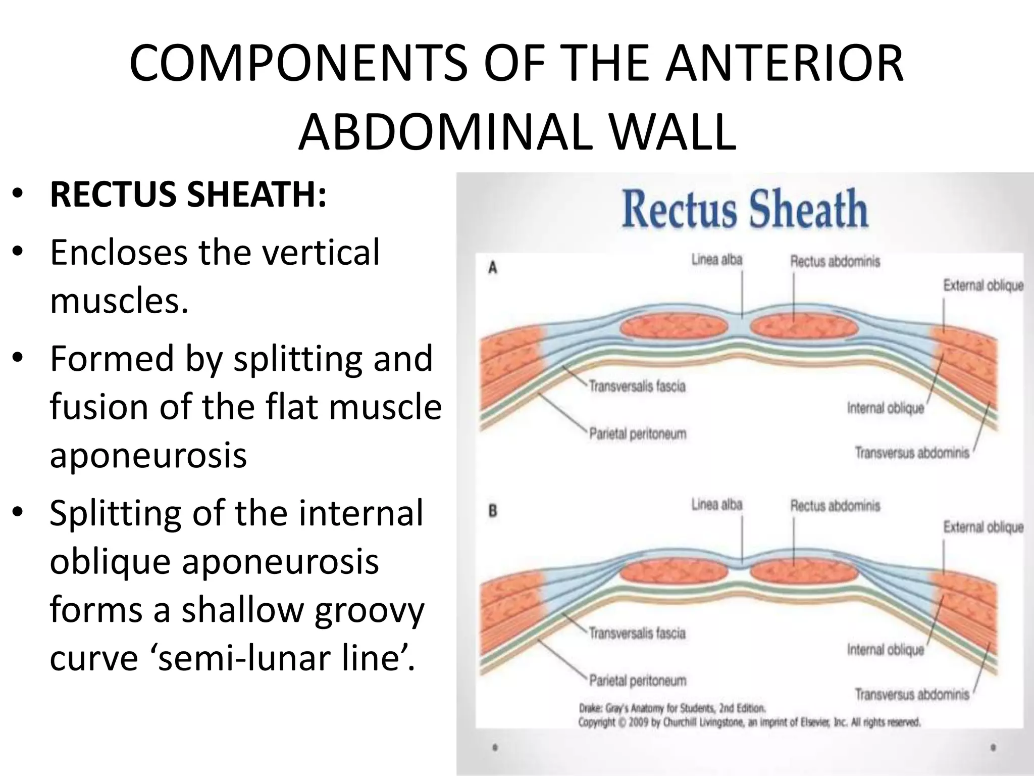 Anatomy of the anterior abdominal wall and incisions | PPTX
